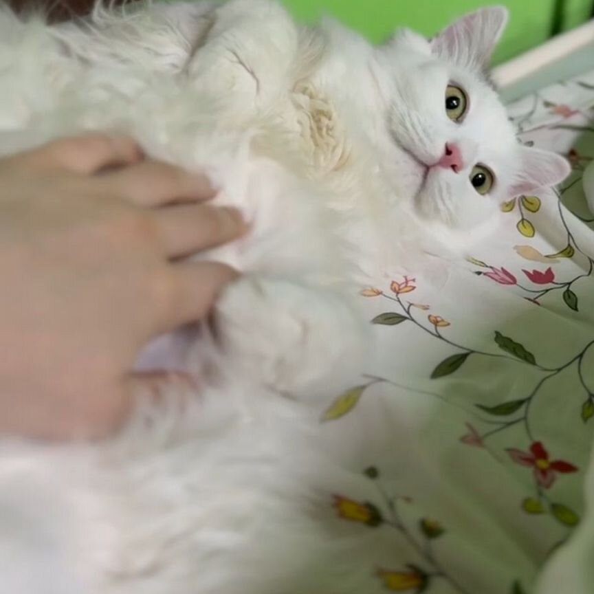 Самый ласковый и мурчащий кот на земле