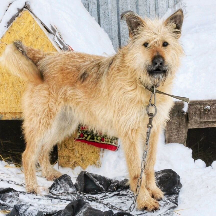 Самый лучший пес Гена