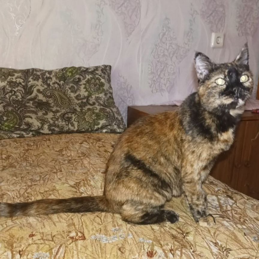Кошечка стерилизованная черепахового окраса
