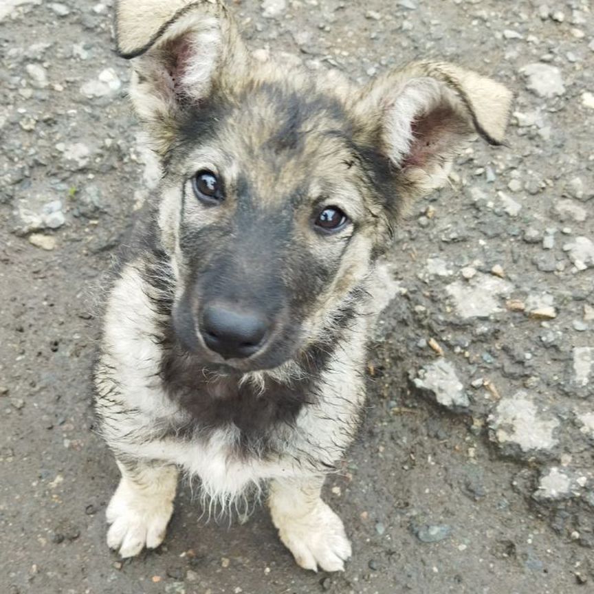 Щенок в добрые руки