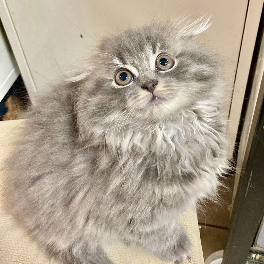 Котята 2 месяца