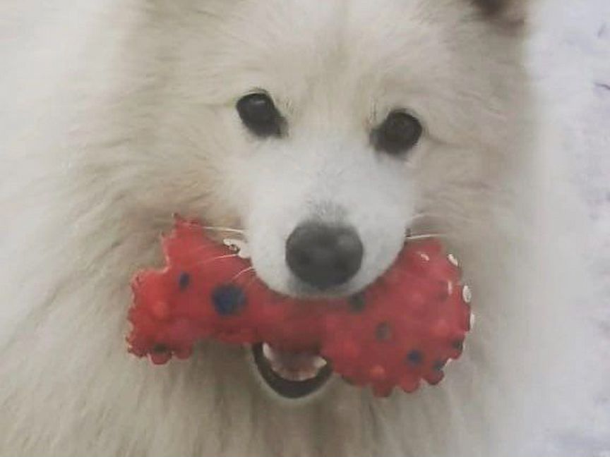 Японский шпиц мальчик вязка