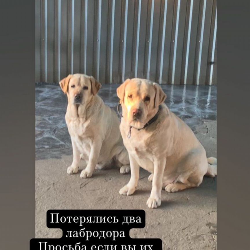 Потерялись 2 лабродора
