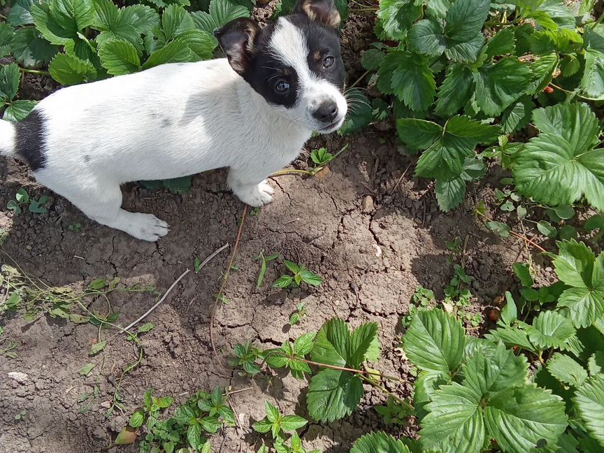 Щенки в добрые руки, очень активные девчата