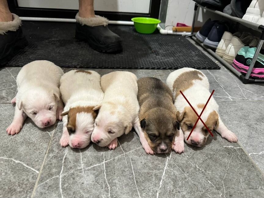 Щенки бесплатно