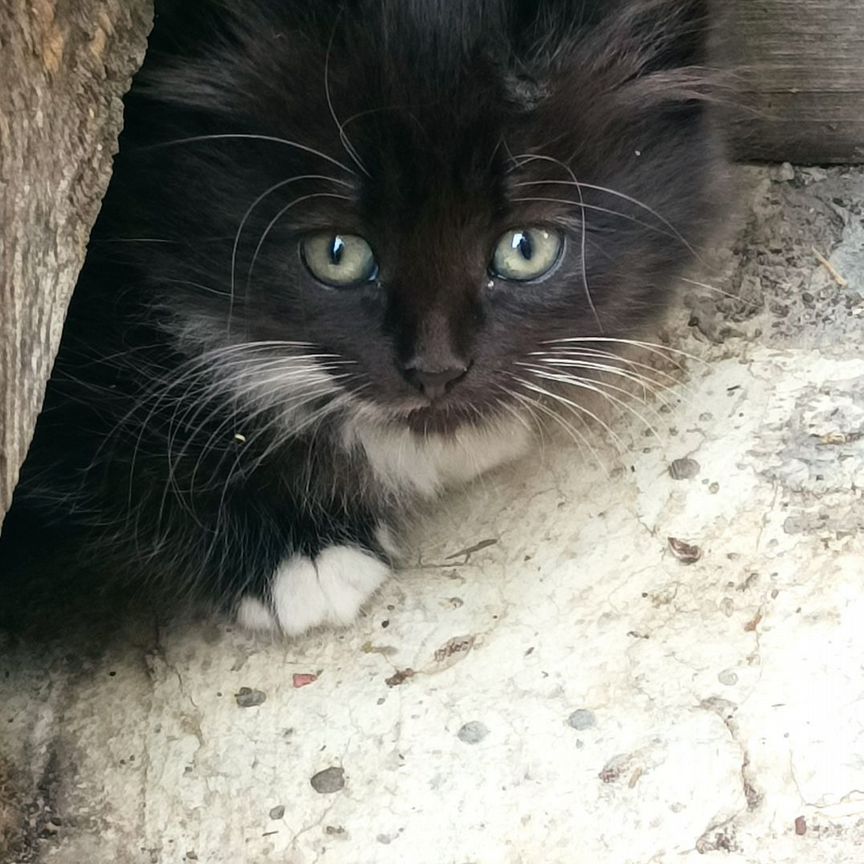Котятки 1,5 месяца