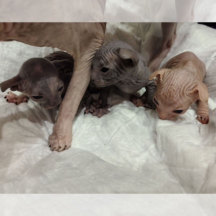 Донской сфинкс котёнок