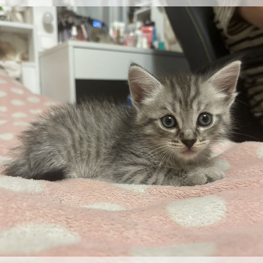 Котенок в добрые руки