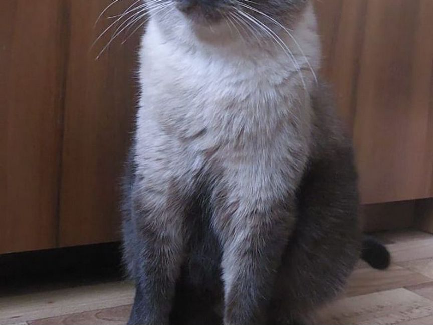 Кошка