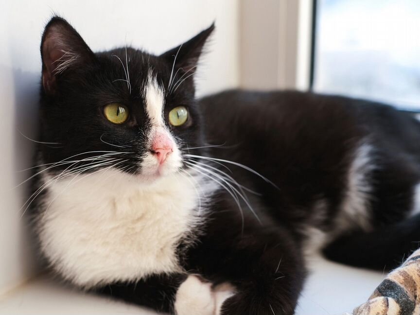 Прекрасная Маркиза