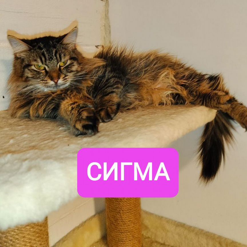 Взрослая, кошка в добрые руки