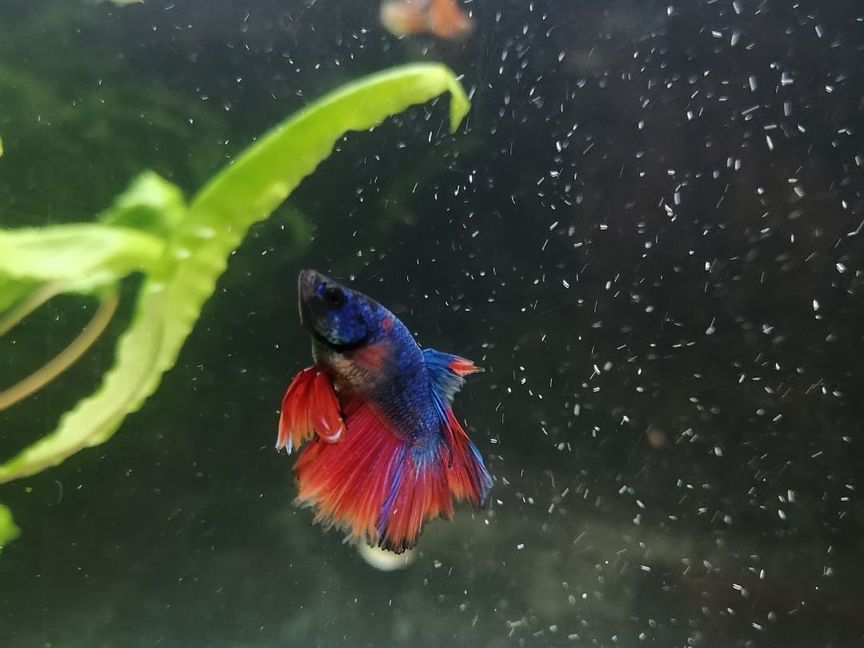 Рыбка петушок