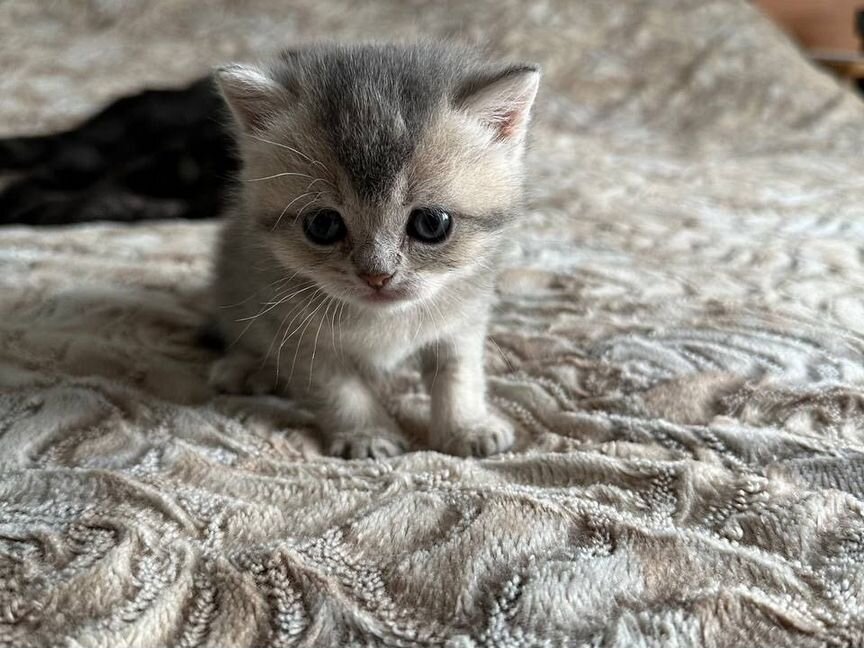 Котята золотая шиншилла