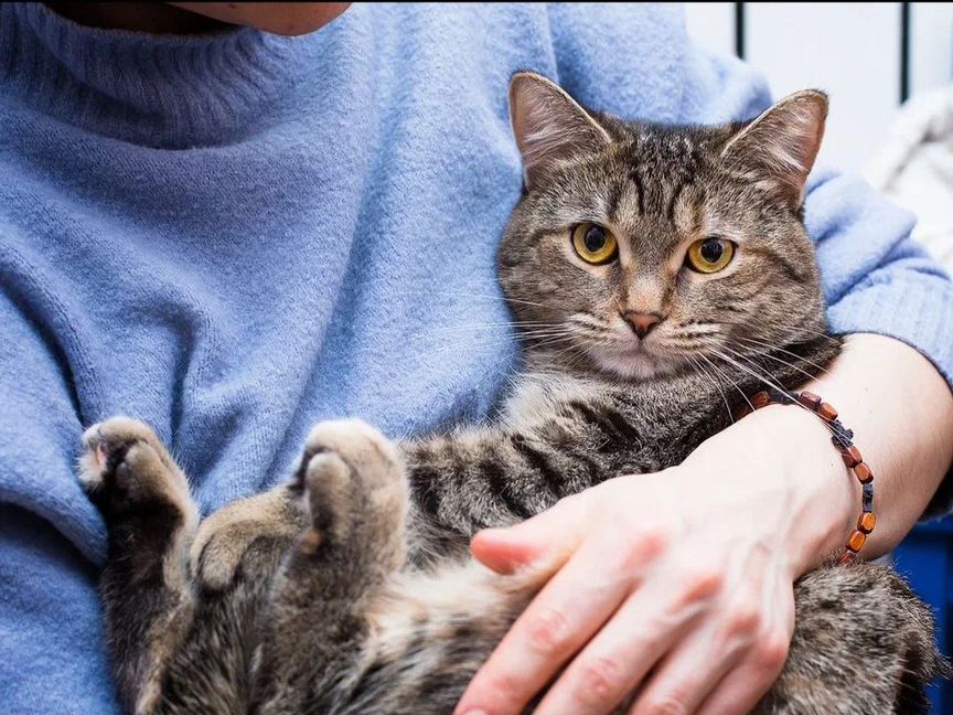 Милая кошечка ищет дом