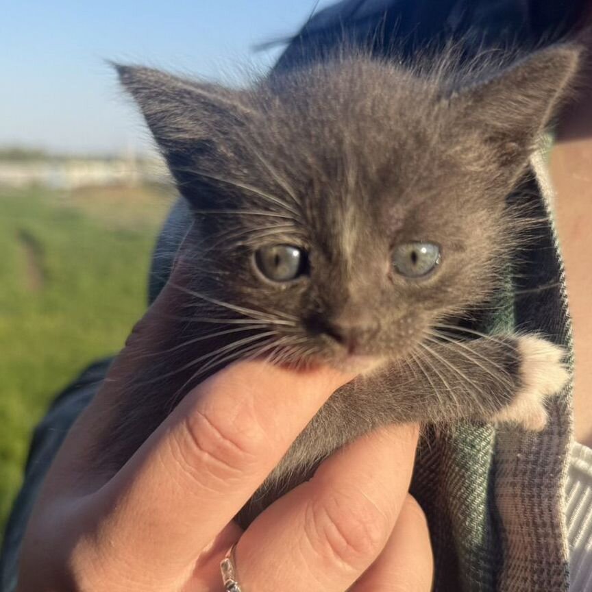 Котёнок в добрые руки