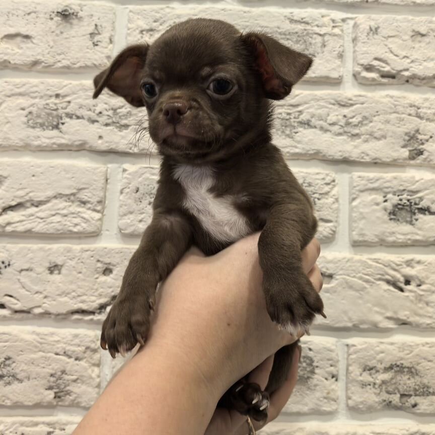 Щенки чихуахуа