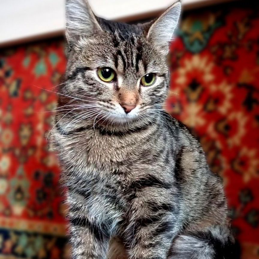 Кошечка, 5 мес