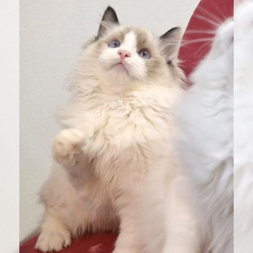 Рэгдолл котёнок