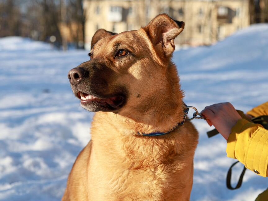 Антей из приюта ищет дом