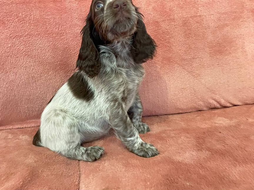 Русский охотничий спаниель щенки