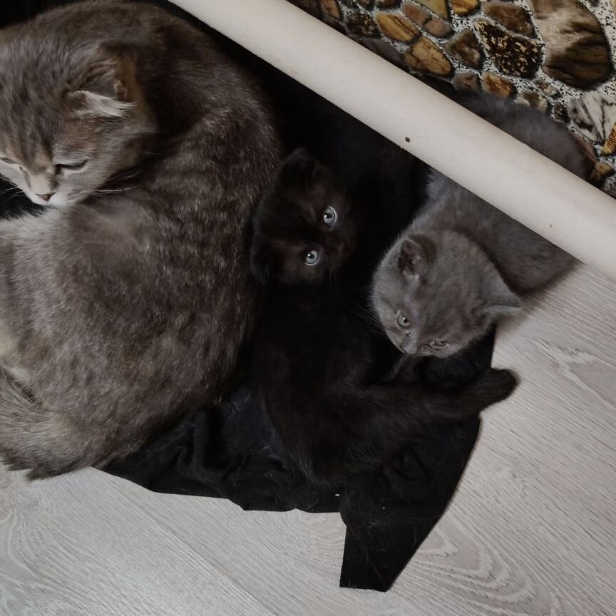 Шотландский вислоухий короткошёрстный котёнок