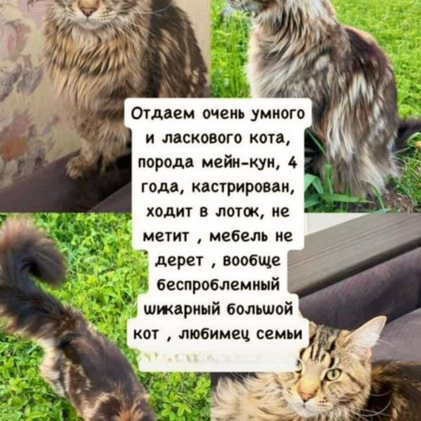 Красава котик 4 года