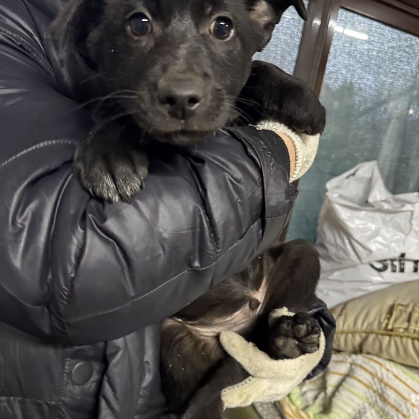 Щенки в добрые руки даром, 3-4 мес