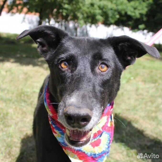 Собака Багира ищет дом