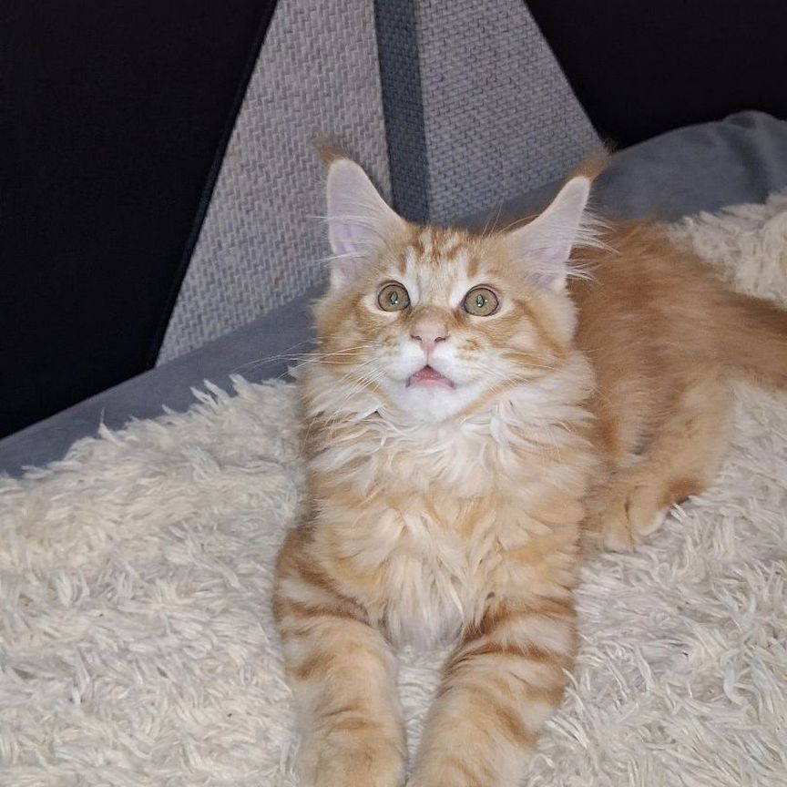 Рыжие котята мейнкун