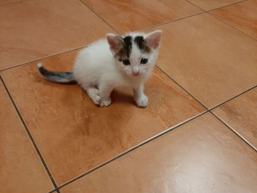 Красавчик малыш мальчик(котик)