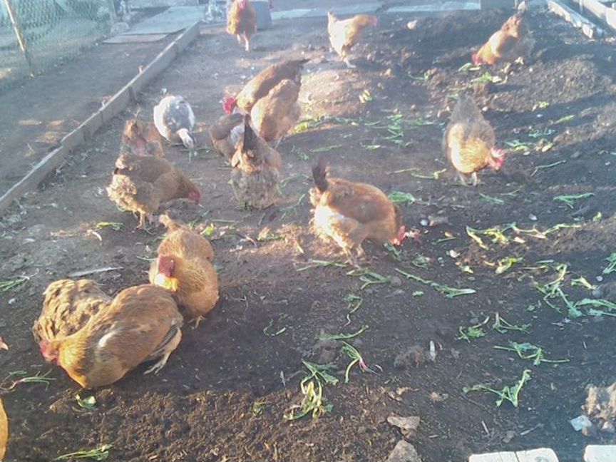Инкубационные яйца Кучинской Юбилейной