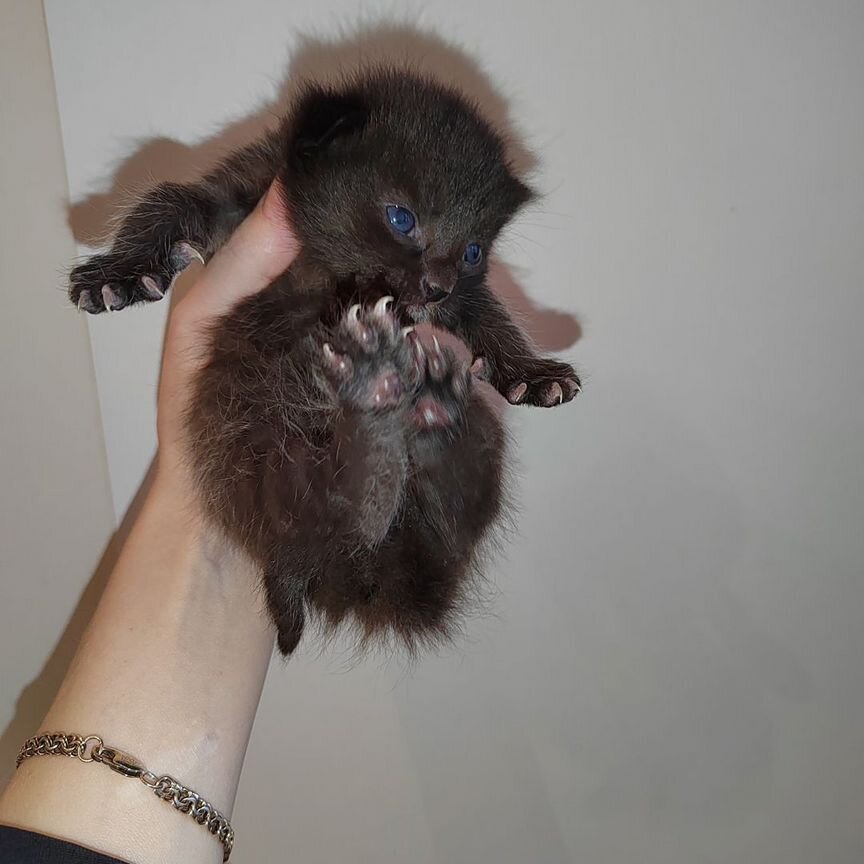 Котята