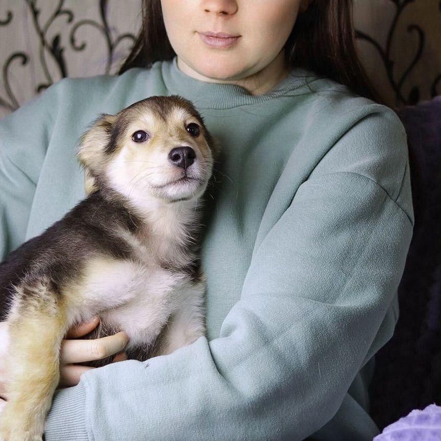 Щенок в добрые руки