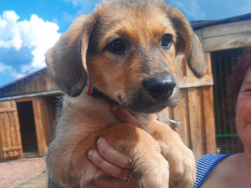 От Бигля, в хорошие ручки, бесплатно