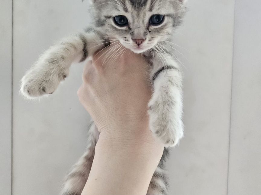 Шотландские котята