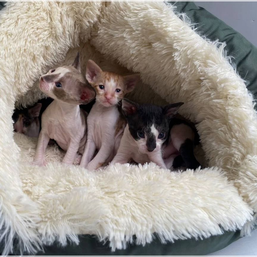 Корниш-рекс котёнок