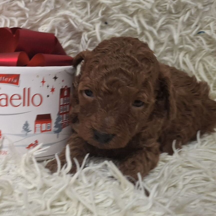 Пудель, щенок