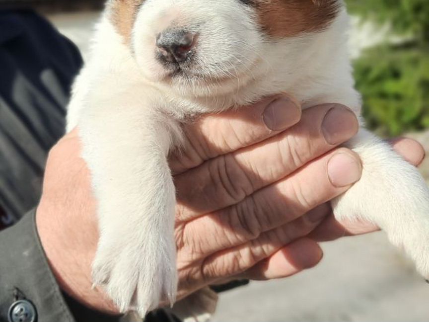 Вот такая чудесная булочка ждёт своих маму и папу