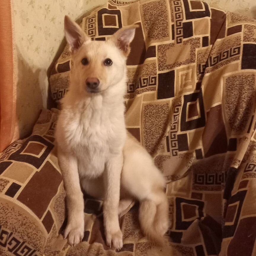 Очаровательная щенок подросток