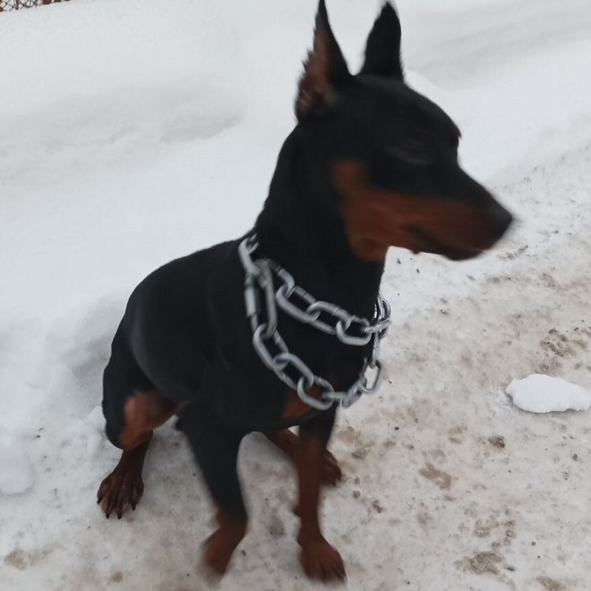 Щенки цвергпинчера