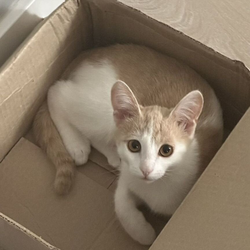 Отдам котенка (6-7месяцев)