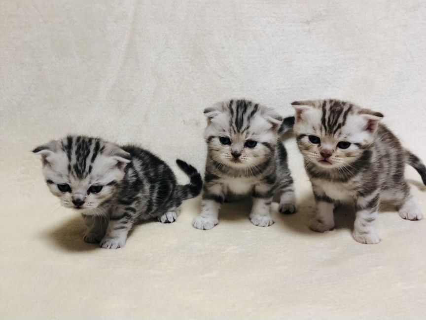 Шотландские котята