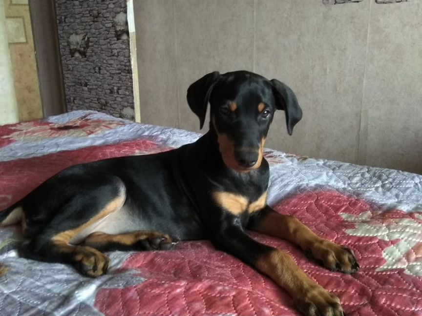 Немецкий пинчер
