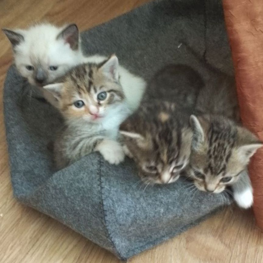 Котёнок в добрые руки