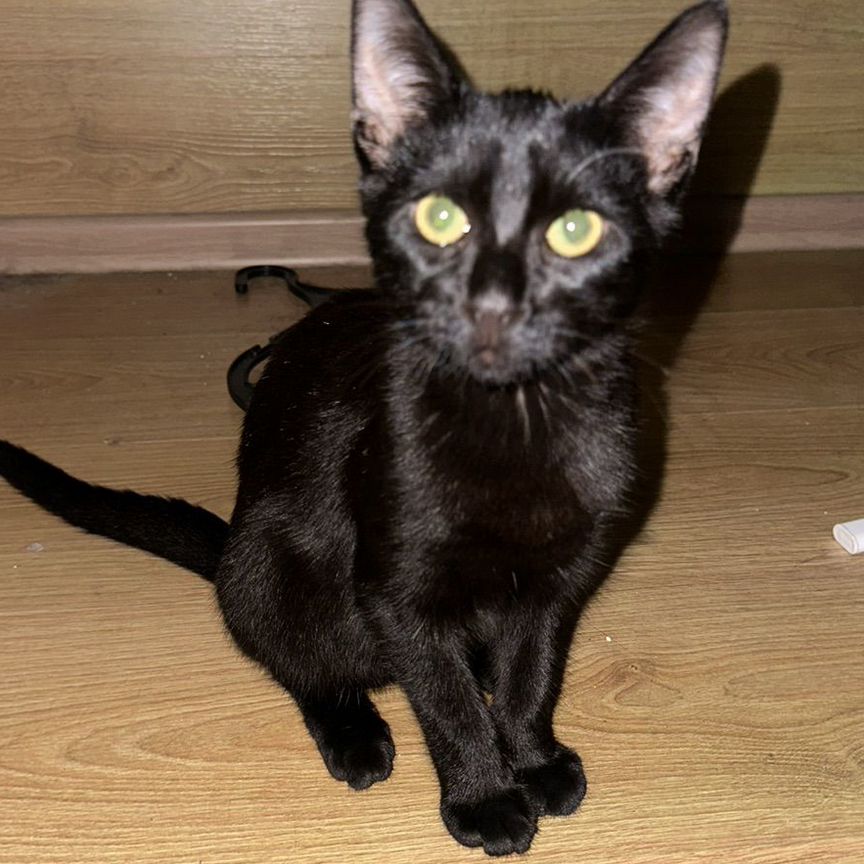 Отдам котенка мальчика в добрый руки