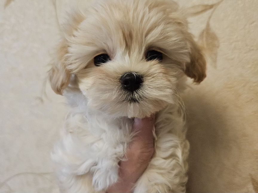 Мальтипу.Мини девочка Тутти