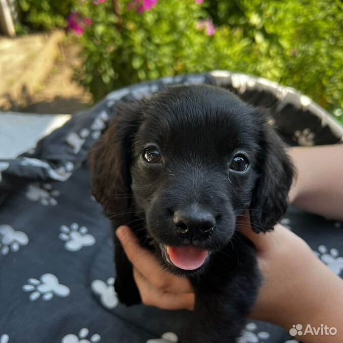 Собаки в добрые и ответсвенные руки