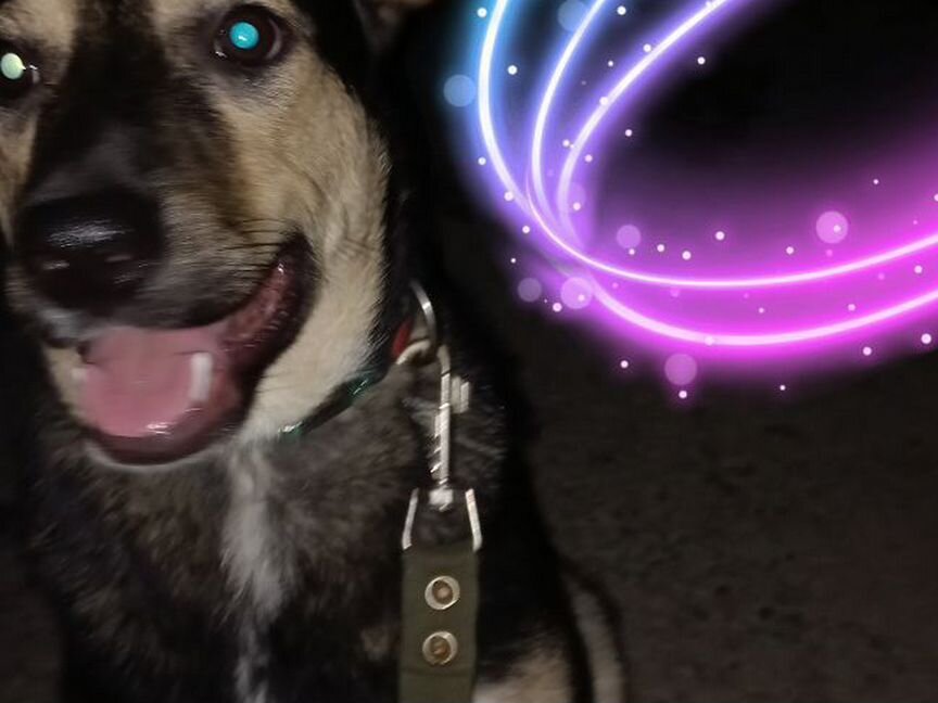 Овчарка Марго 6 месяцев, стерелизована, привита