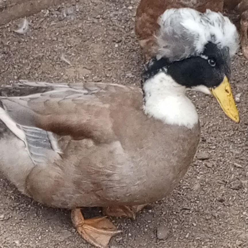 Утки (селезень)