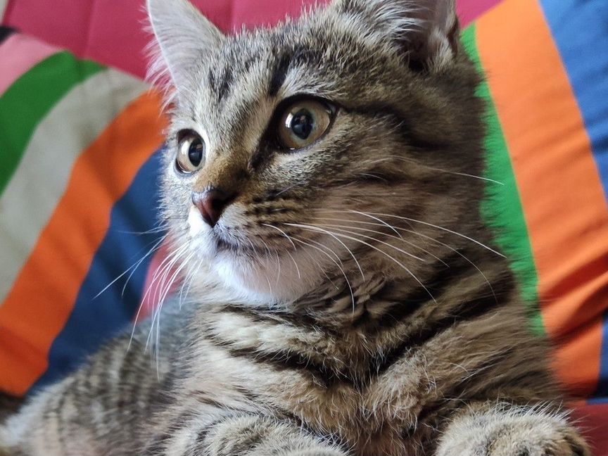 Веселый дерзкий котенок